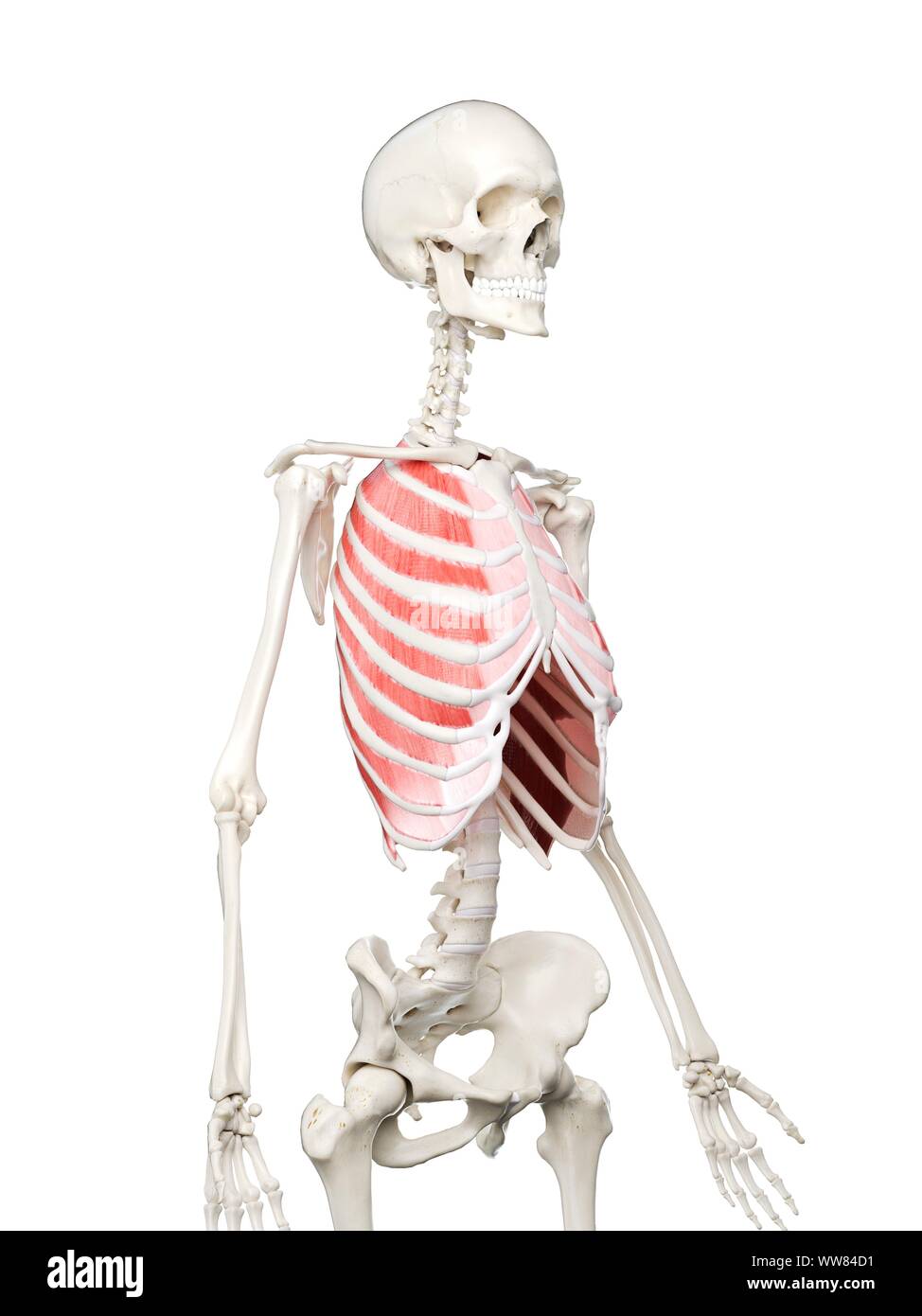 Outer Intercostal muscles, illustration Stock Photo - Alamy