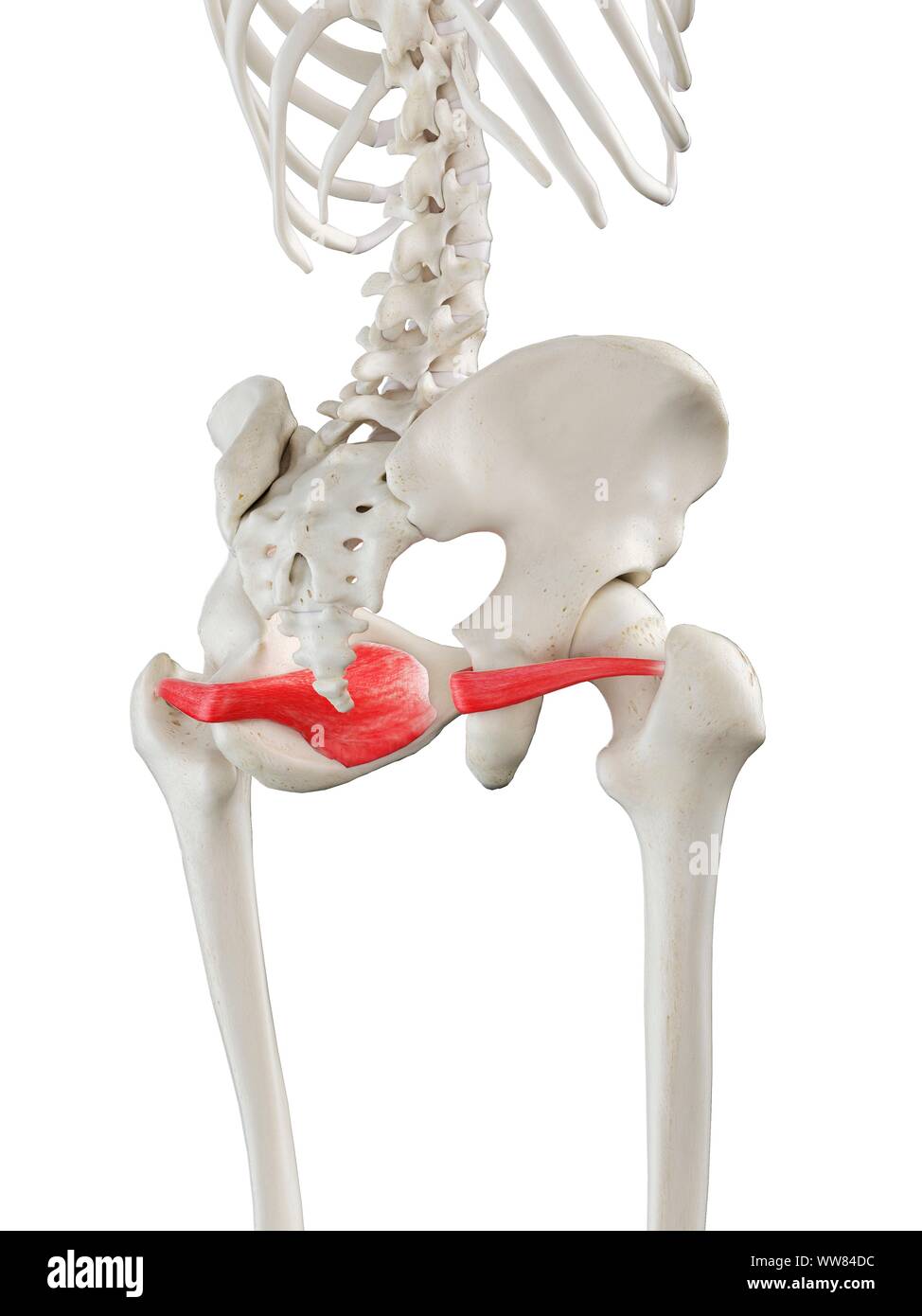 Obturator internus muscle, illustration Stock Photo - Alamy