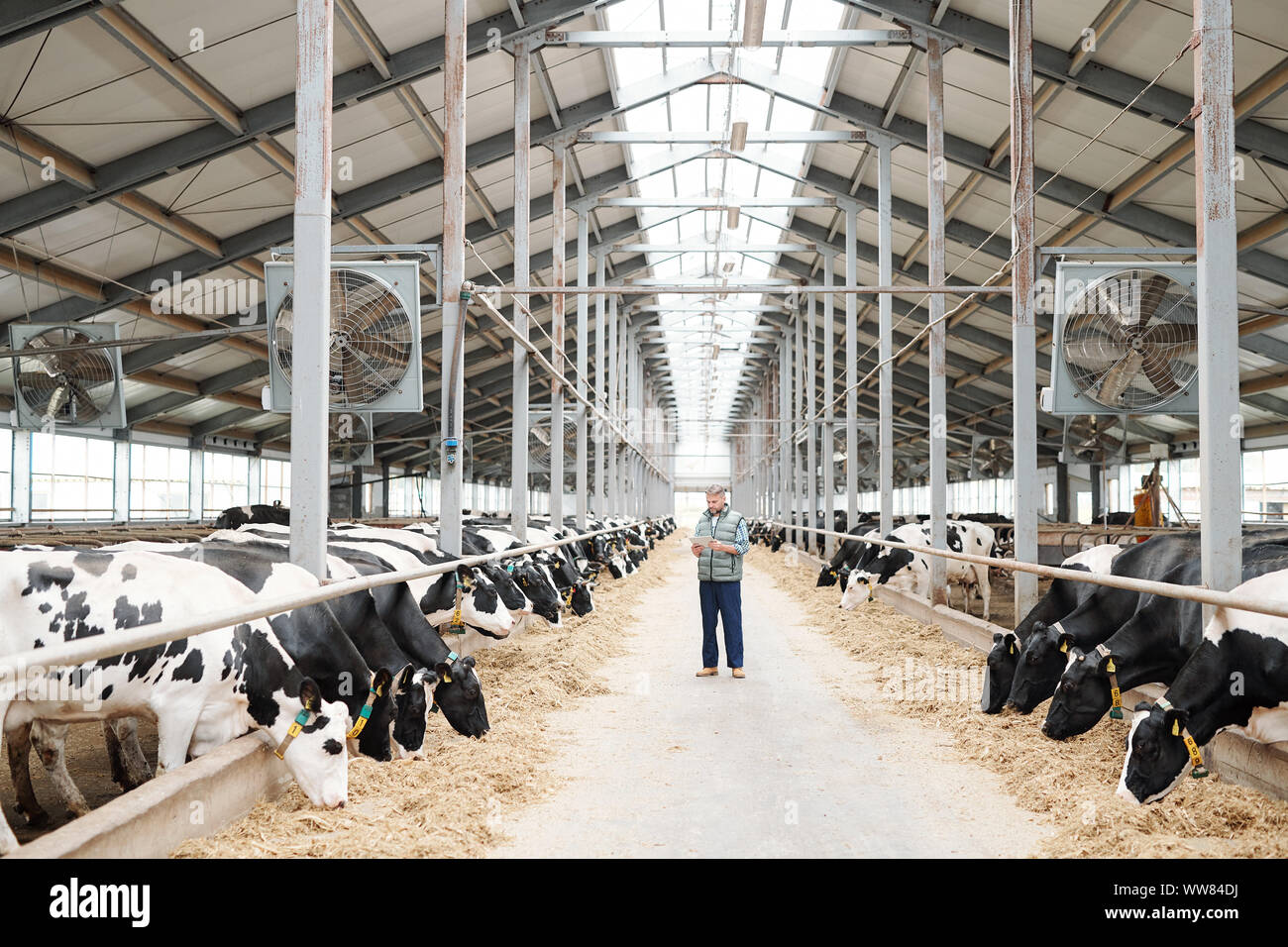 Two long rows of milk cows eating fresh hay and male worker of ...