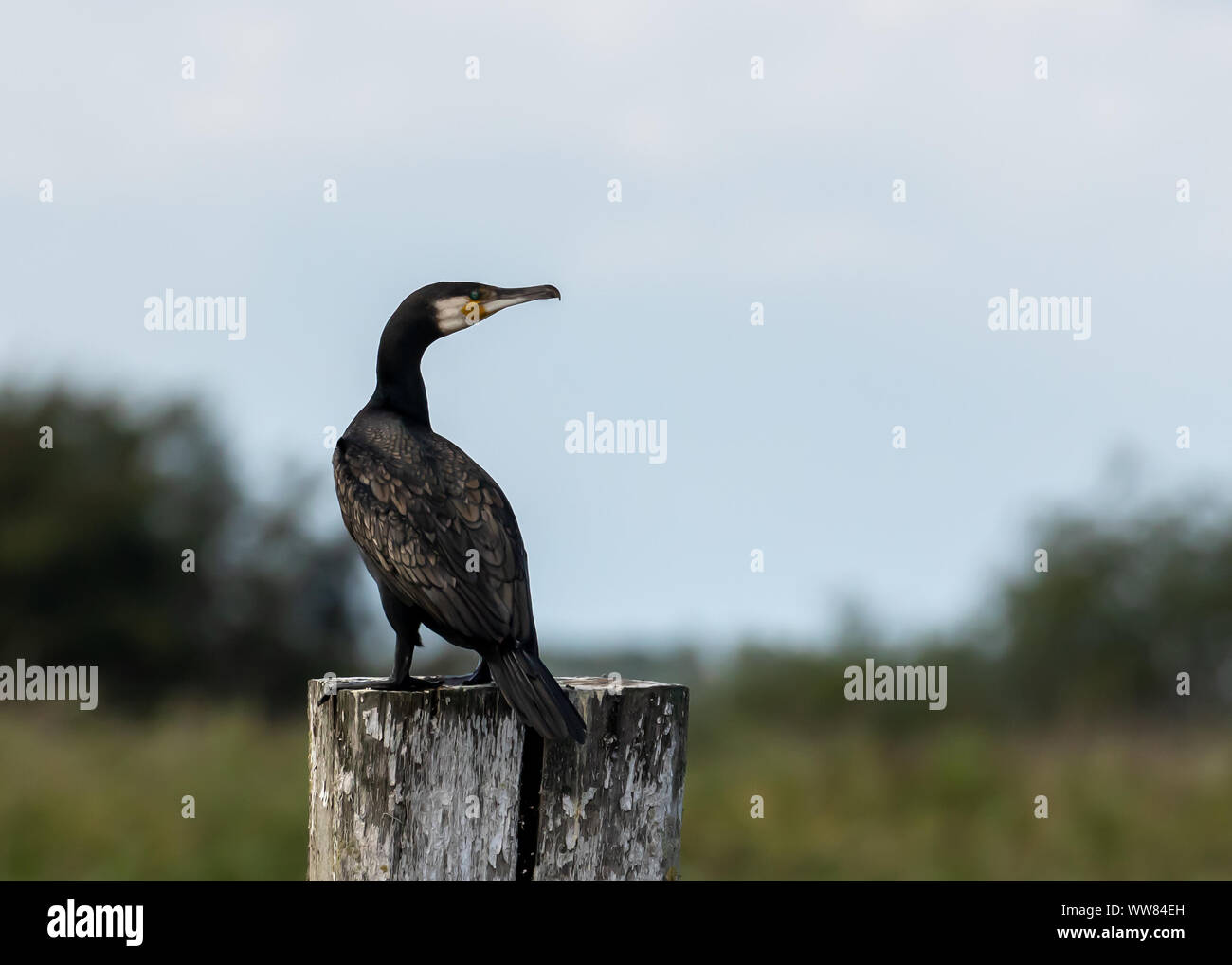 Cormorant sitting on top of a post in the sea at Caistor at the end of ...