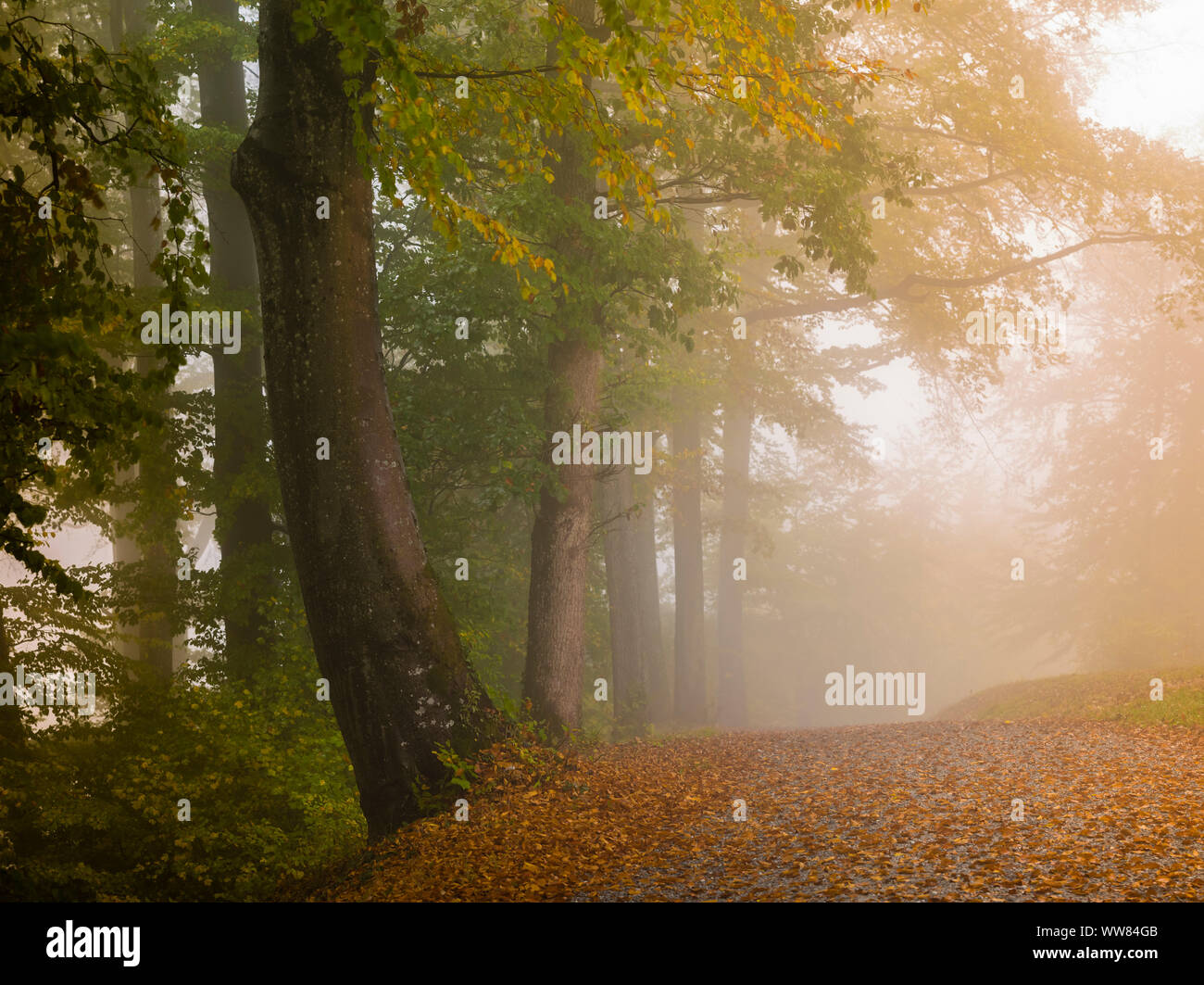 Fog forest hi-res stock photography and images - Alamy