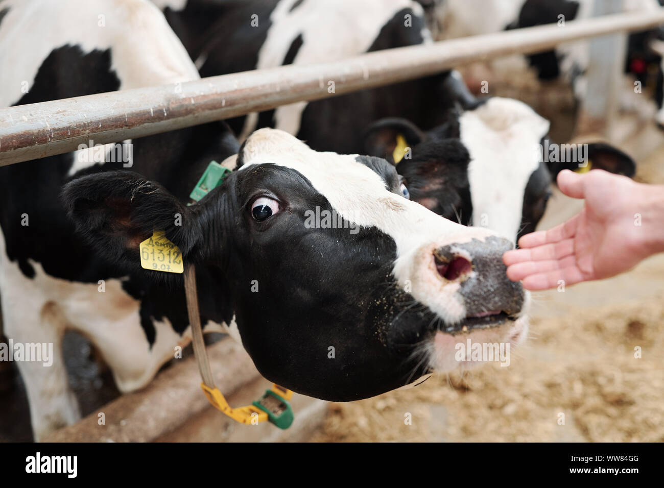 Black-and-white milk cow behind fence touching hand of farmhouse worker ...
