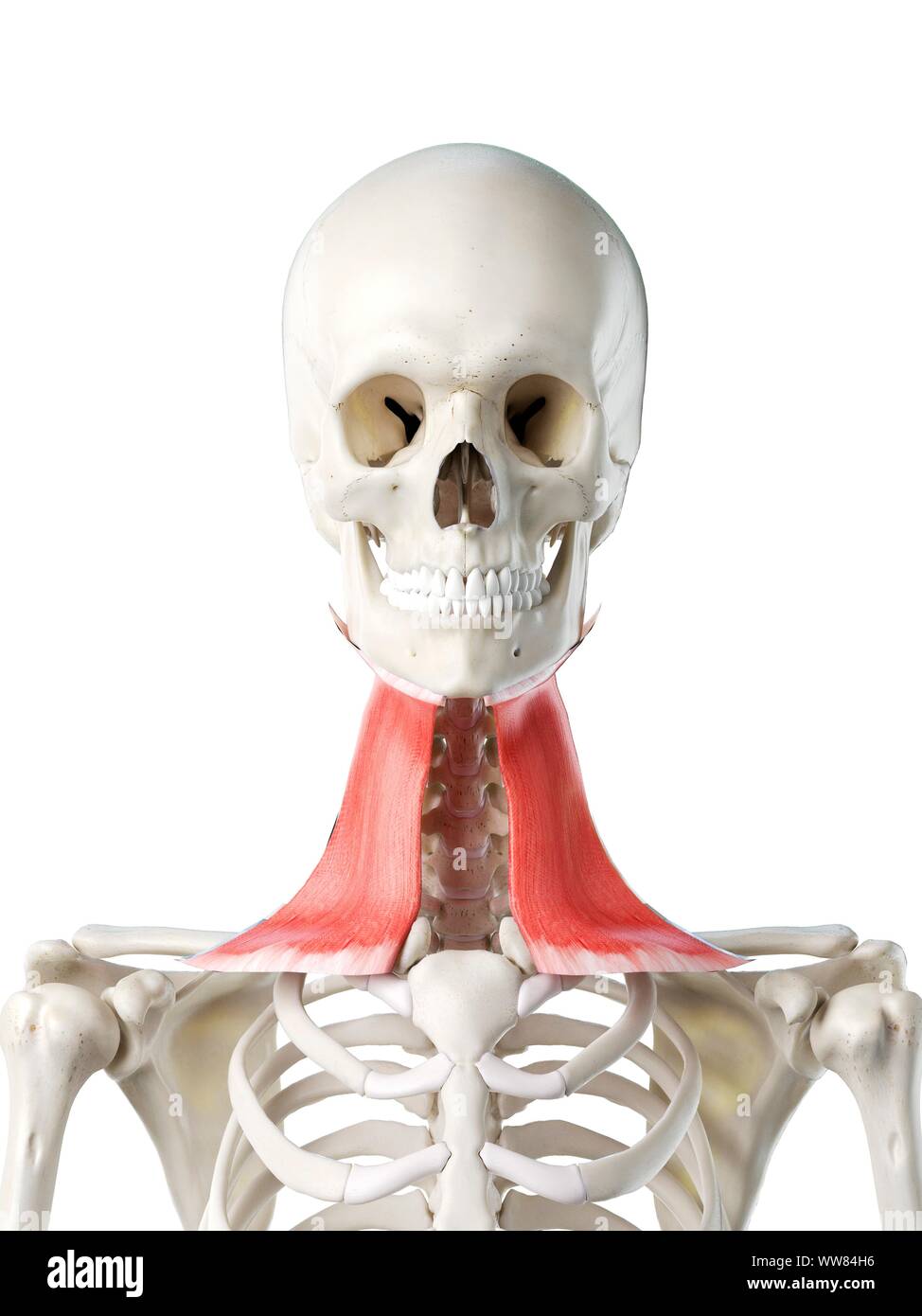 Platysma muscle, illustration Stock Photo - Alamy