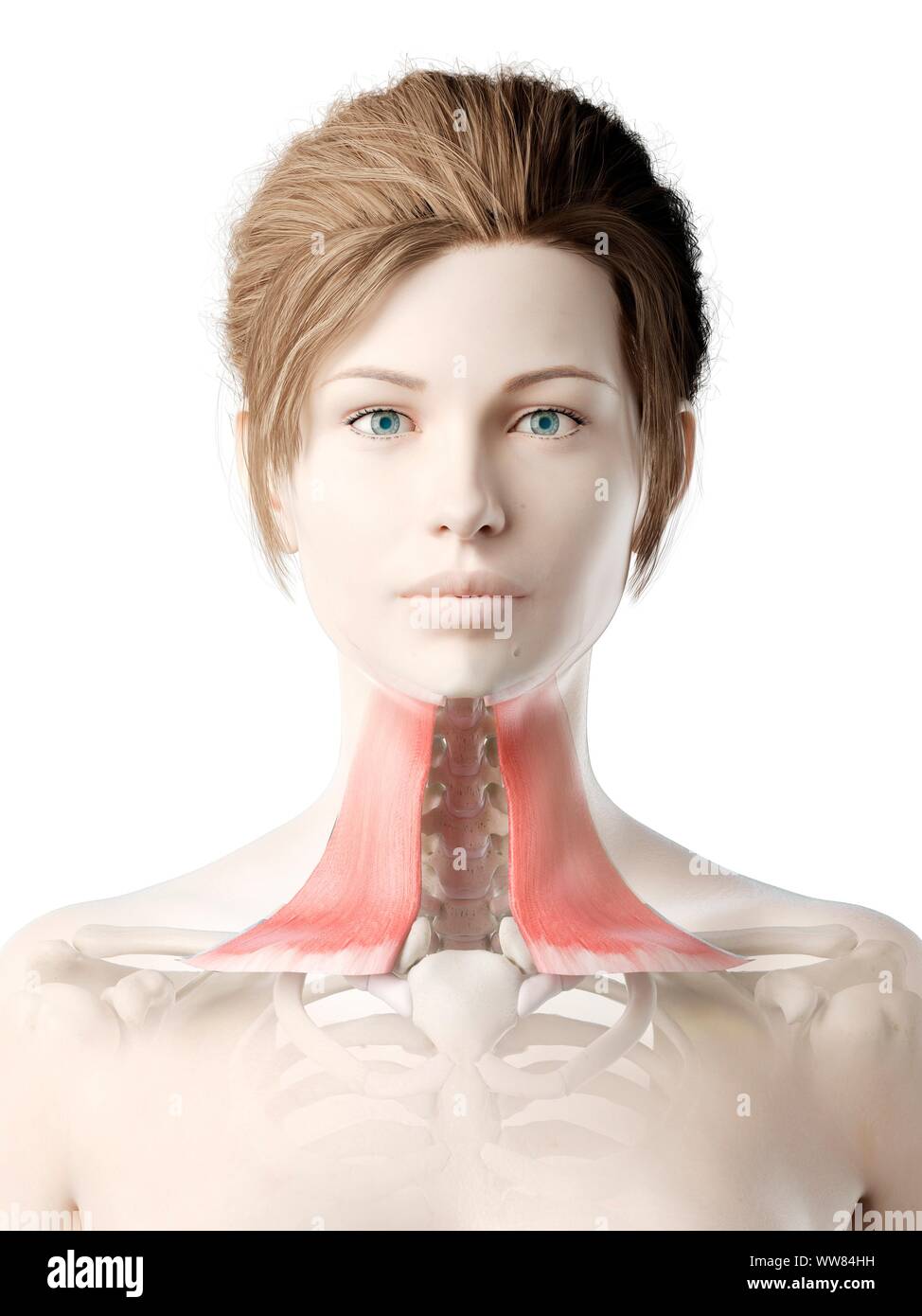 Platysma muscle, illustration Stock Photo - Alamy