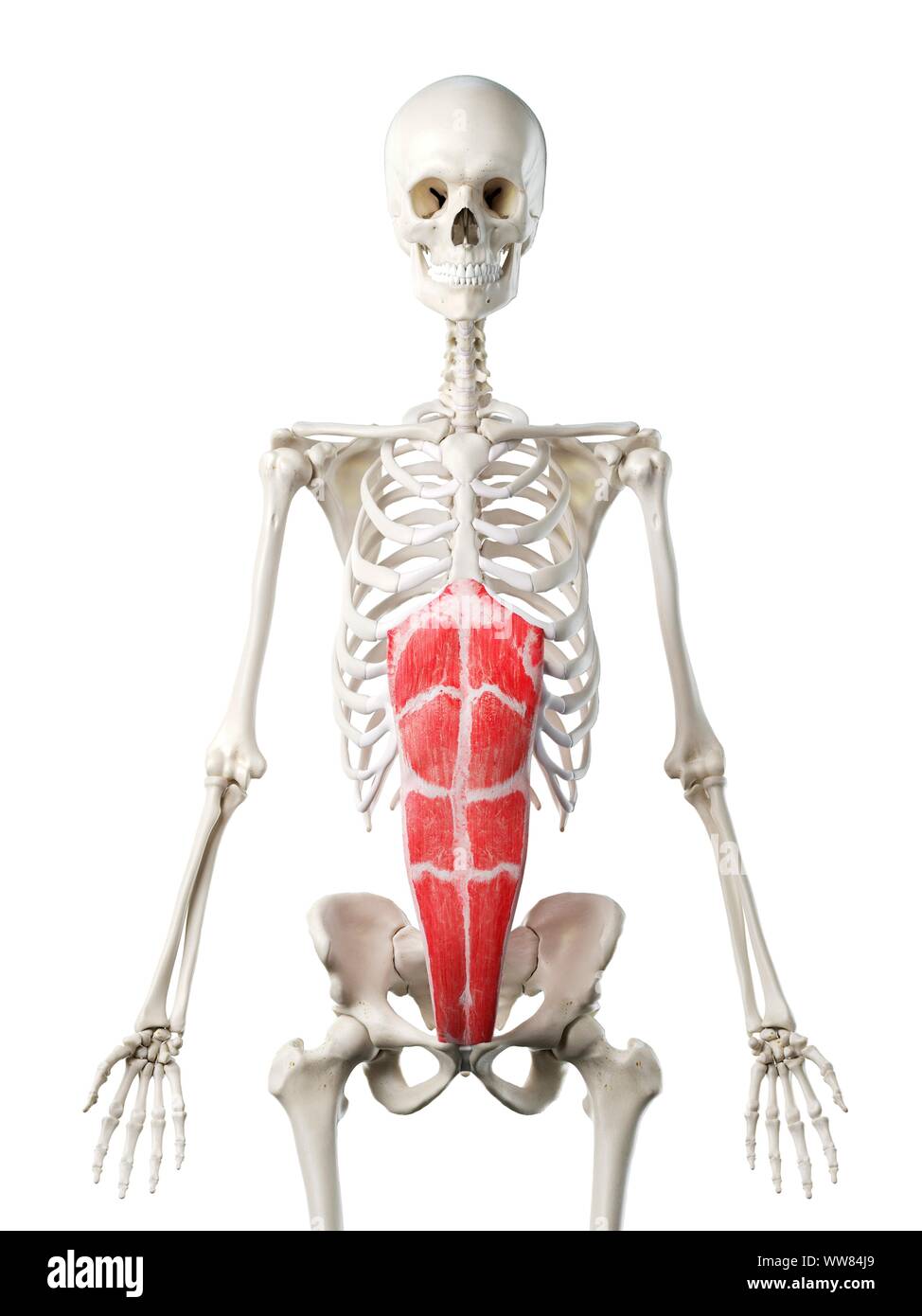 Rectus abdominis muscle, illustration Stock Photo - Alamy