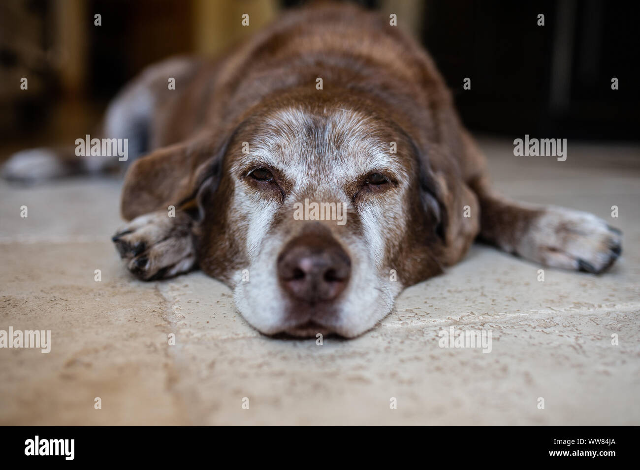 Tired old dog hi-res stock photography and images - Alamy