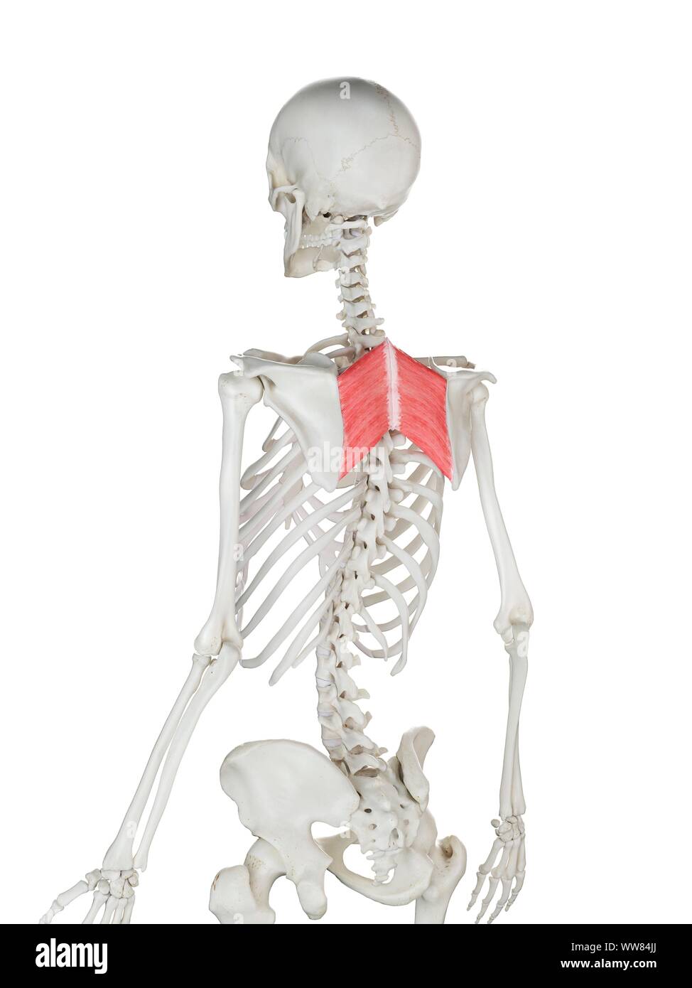 Rhomboid major muscle, illustration Stock Photo - Alamy