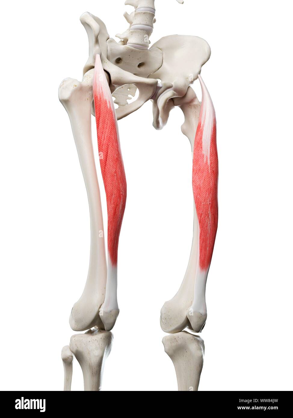 Rectus Femoris Muscle Origin