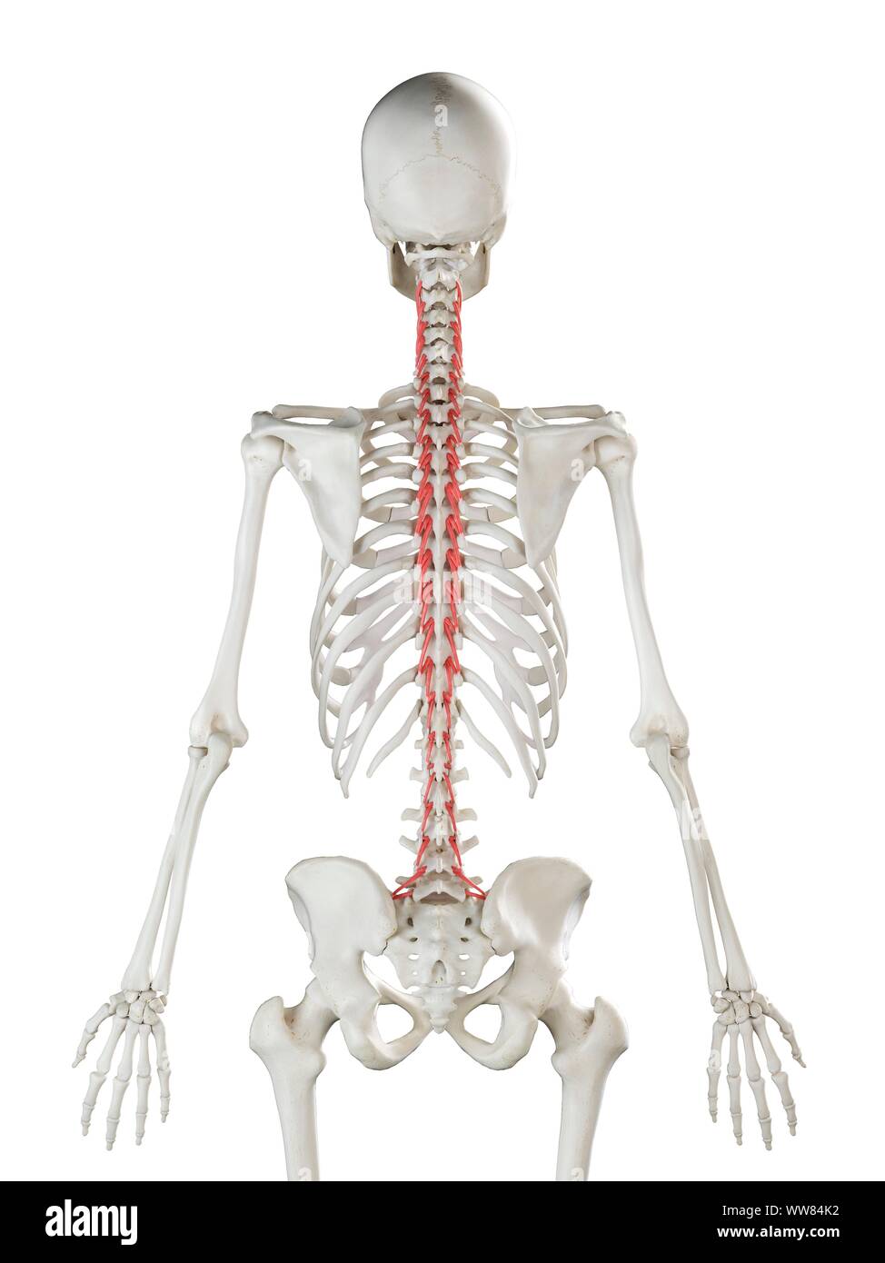 Rotatores muscle, illustration Stock Photo - Alamy