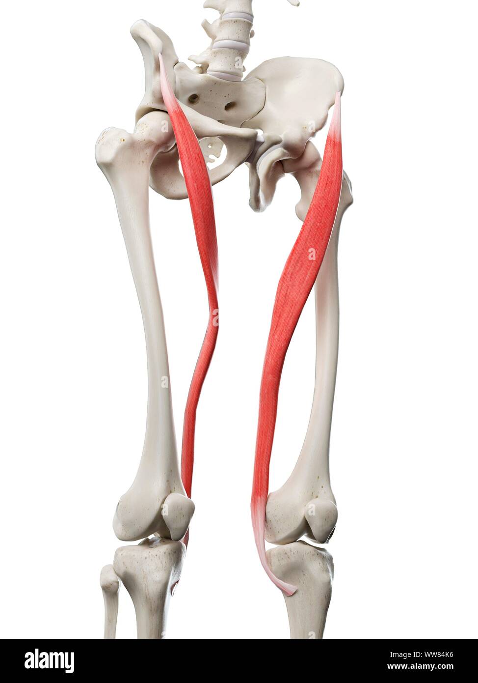 Sartorius muscle hi-res stock photography and images - Alamy