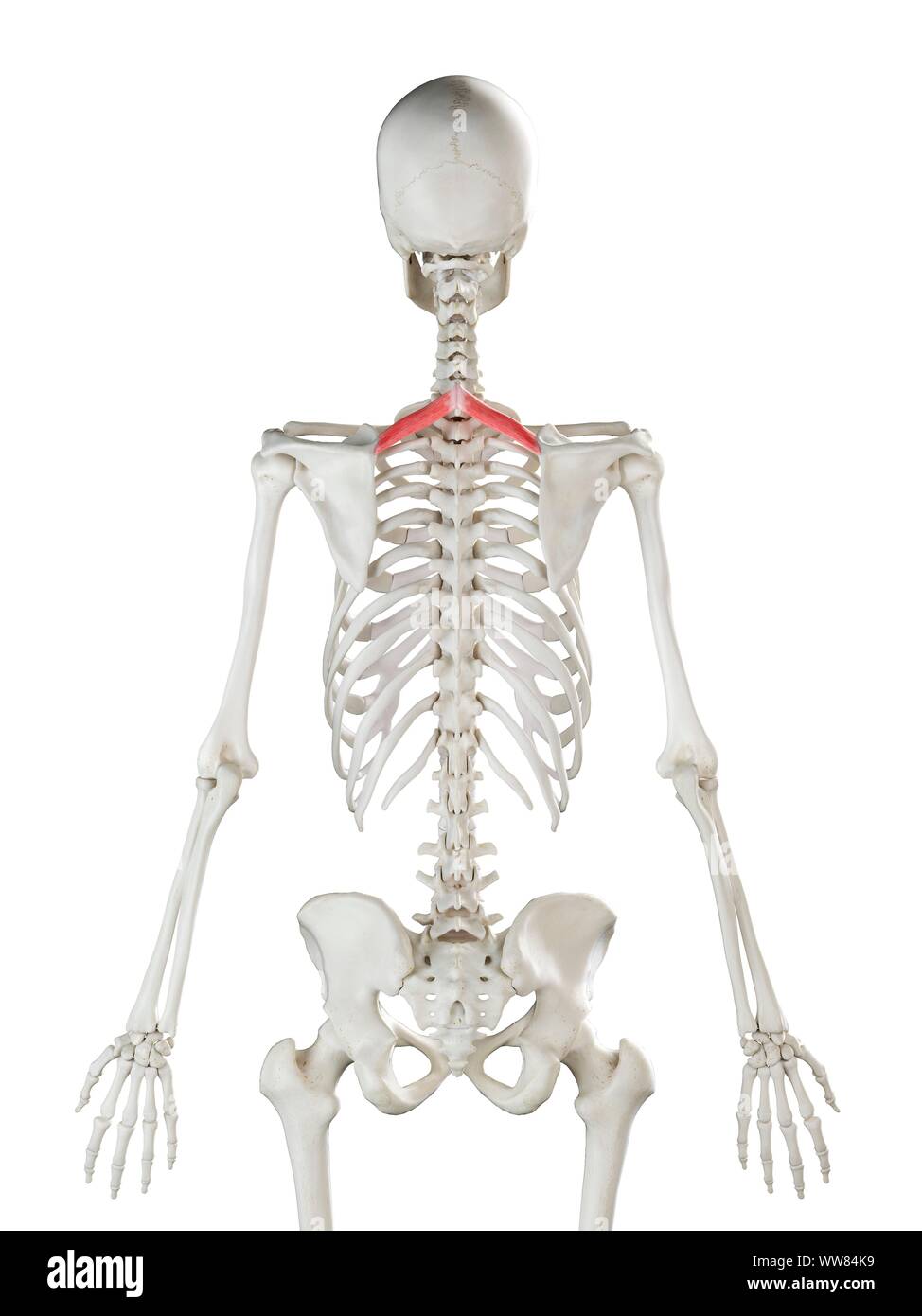 Rhomboid minor muscle, illustration Stock Photo - Alamy