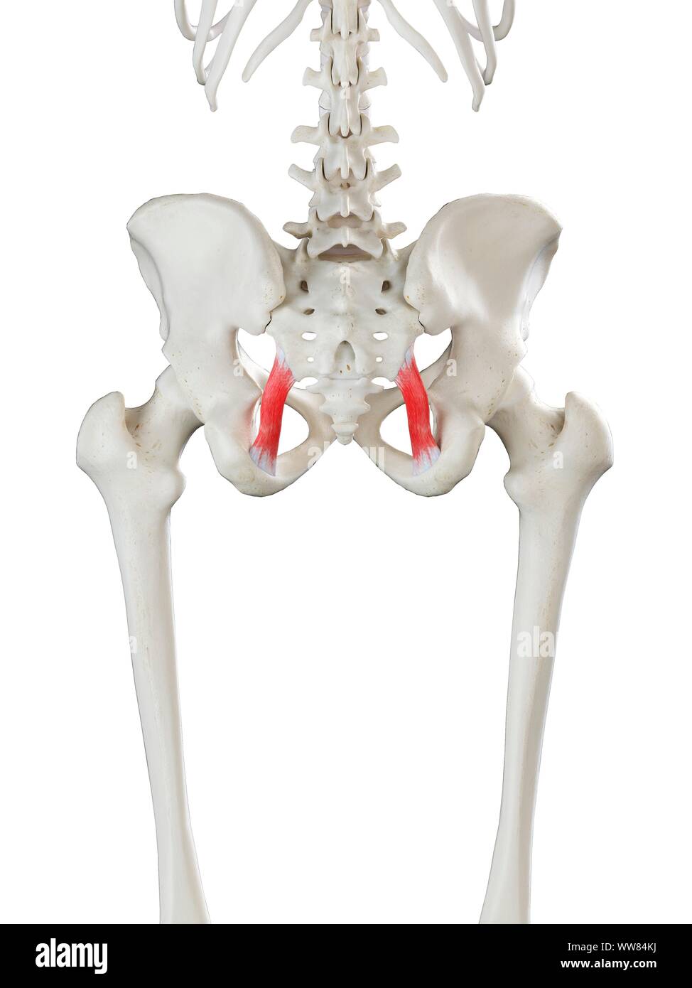 Sacrotuberous ligament, illustration Stock Photo - Alamy