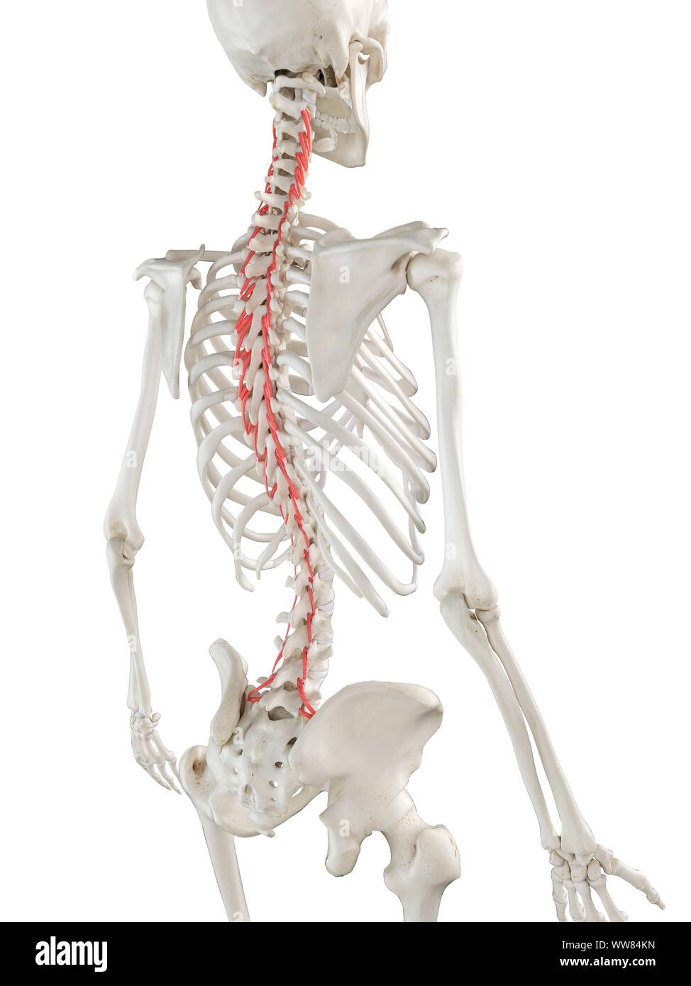 Rotatores muscle, illustration Stock Photo - Alamy