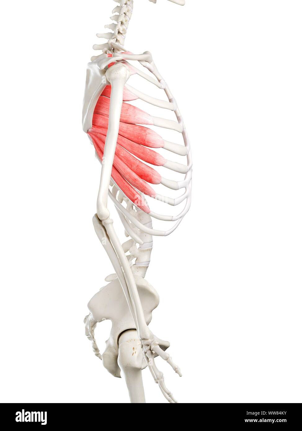 Anterior Muscles Unlabeled