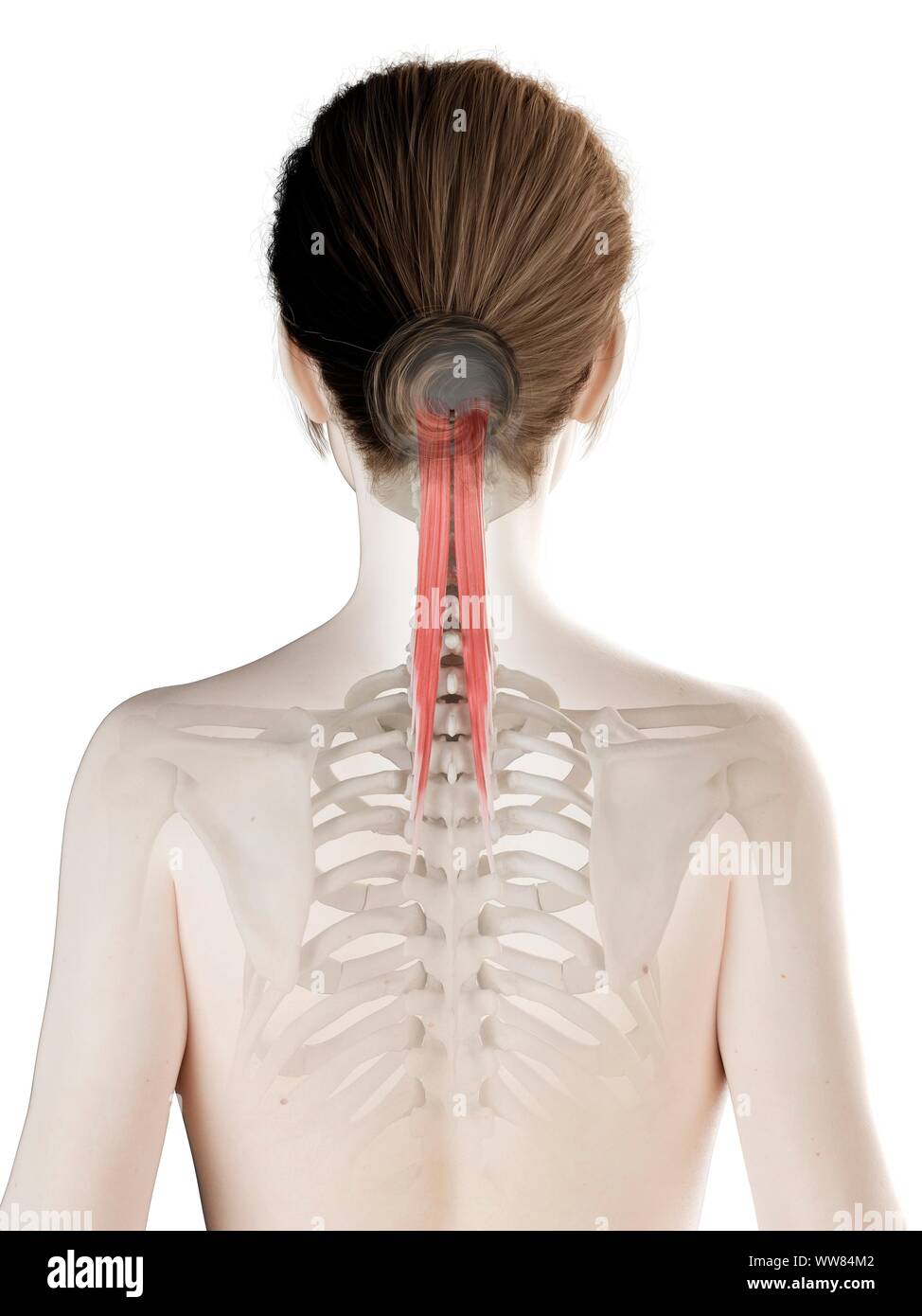 Semispinalis capitis hi-res stock photography and images - Alamy