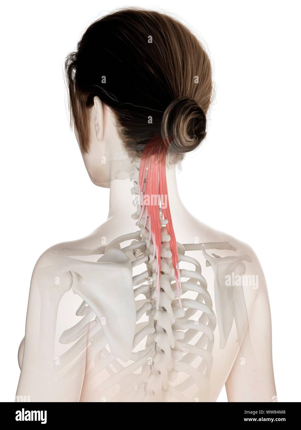 Semispinalis capitis hi-res stock photography and images - Alamy