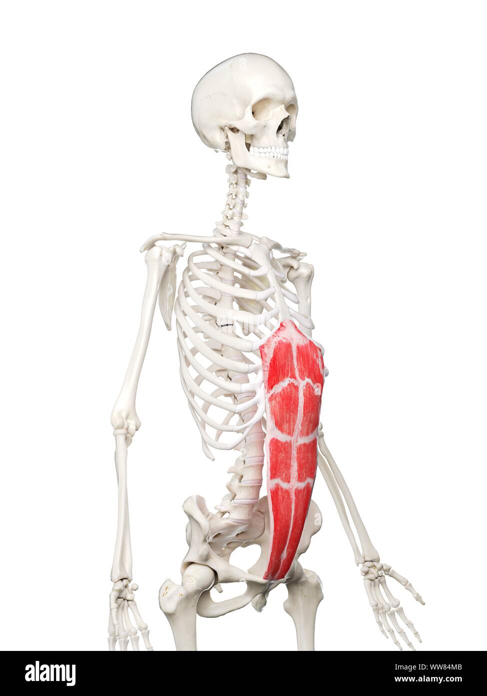 Rectus abdominis Cut Out Stock Images & Pictures - Alamy