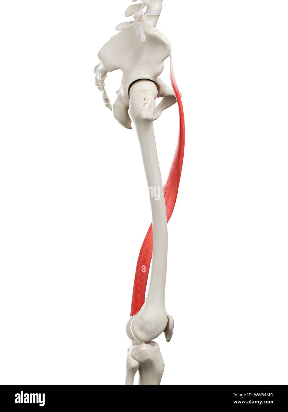 Sartorius Muscle High Resolution Stock Photography and Images - Alamy