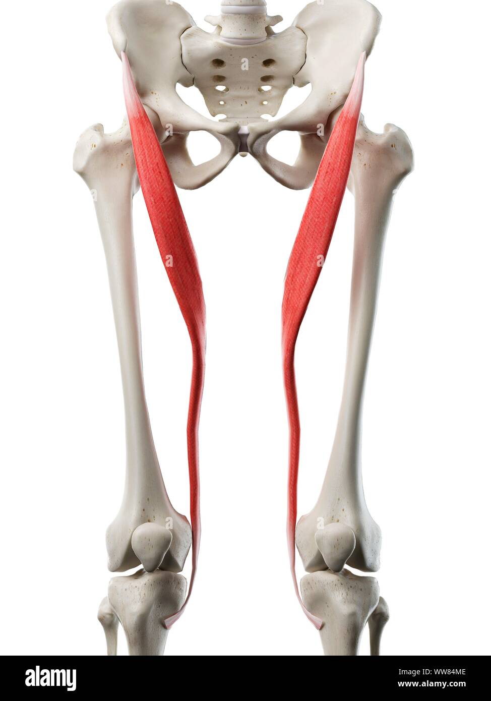 Sartorius muscle hi-res stock photography and images - Alamy