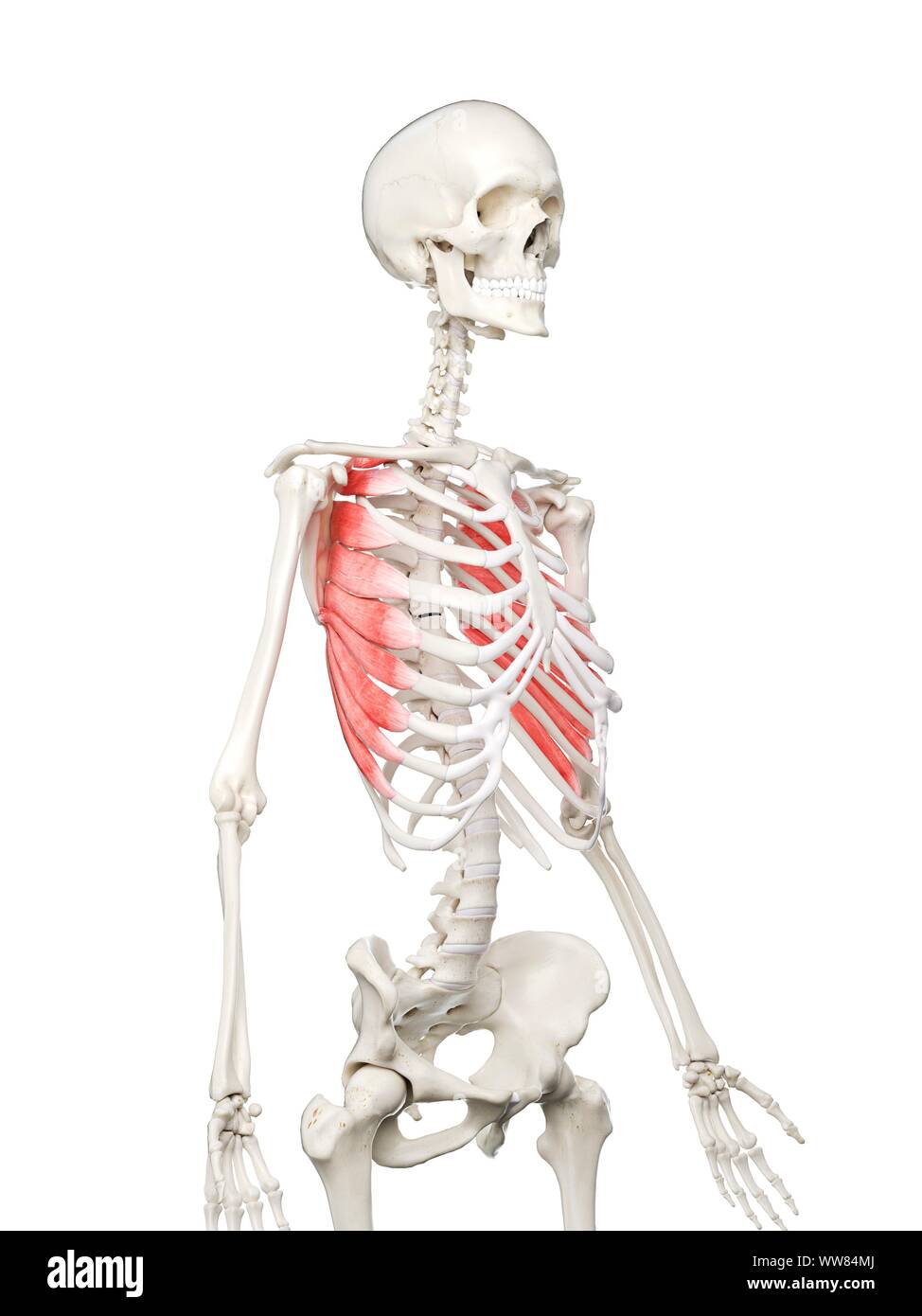 Serratus anterior muscle, illustration Stock Photo - Alamy