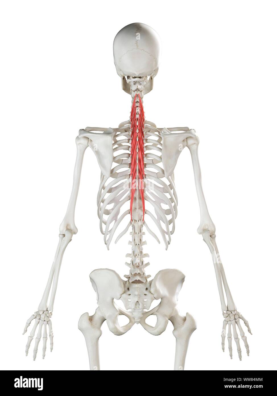 Semispinalis thoracis hi-res stock photography and images - Alamy