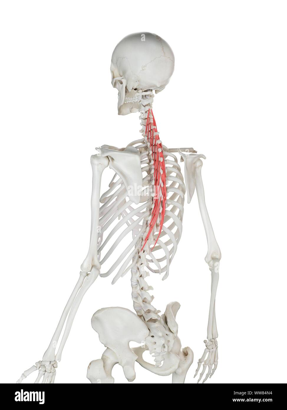 Semispinalis thoracis muscle, illustration Stock Photo - Alamy