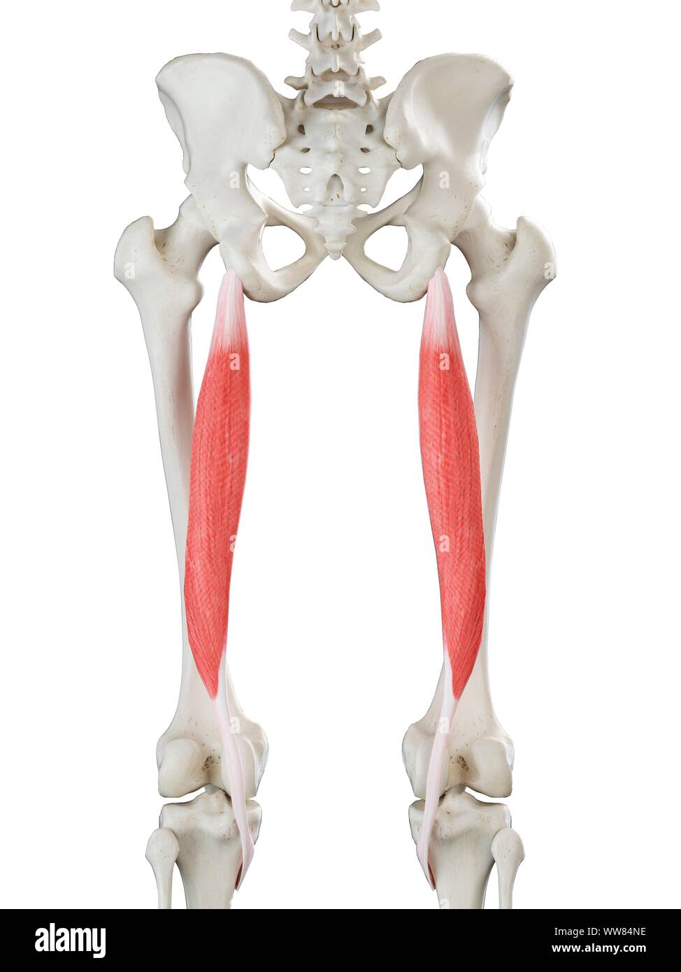 Semitendinosus muscle hi-res stock photography and images - Alamy