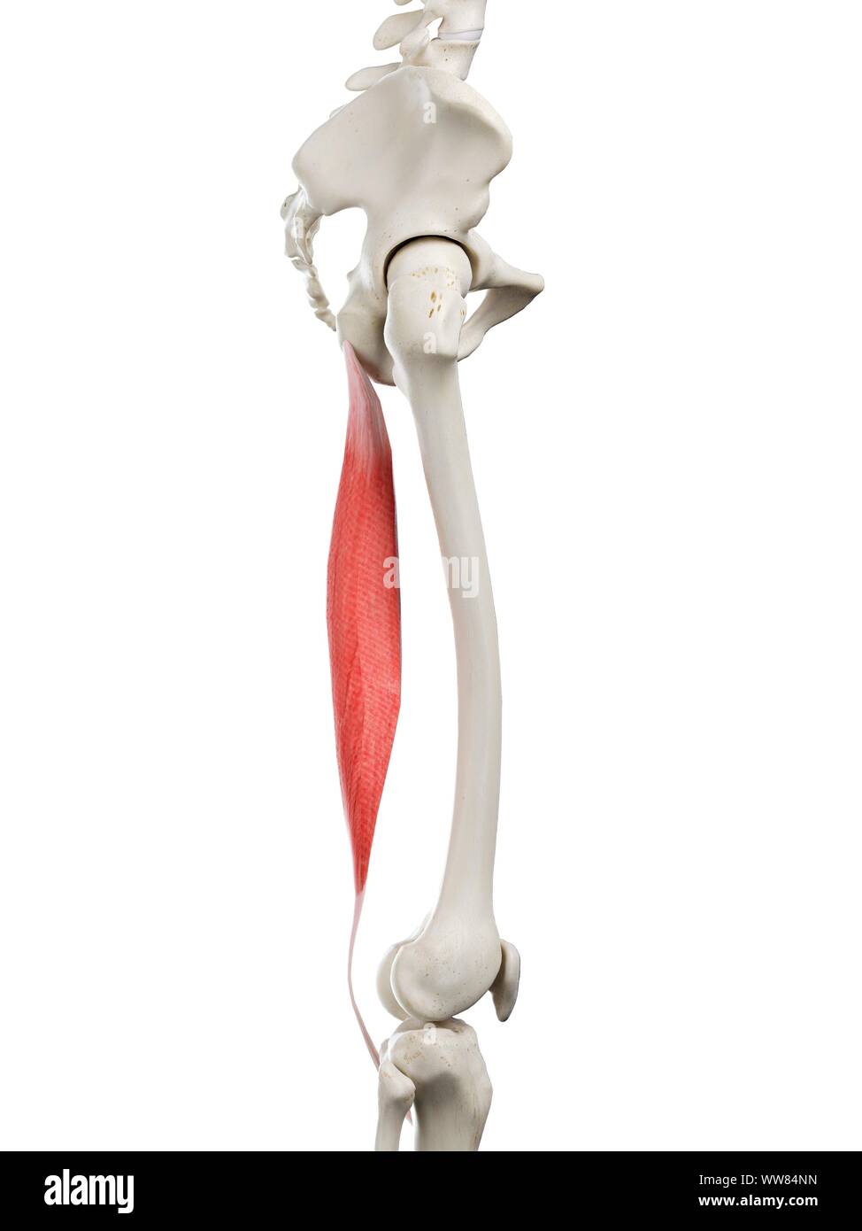 Semitendinosus muscle, illustration Stock Photo - Alamy