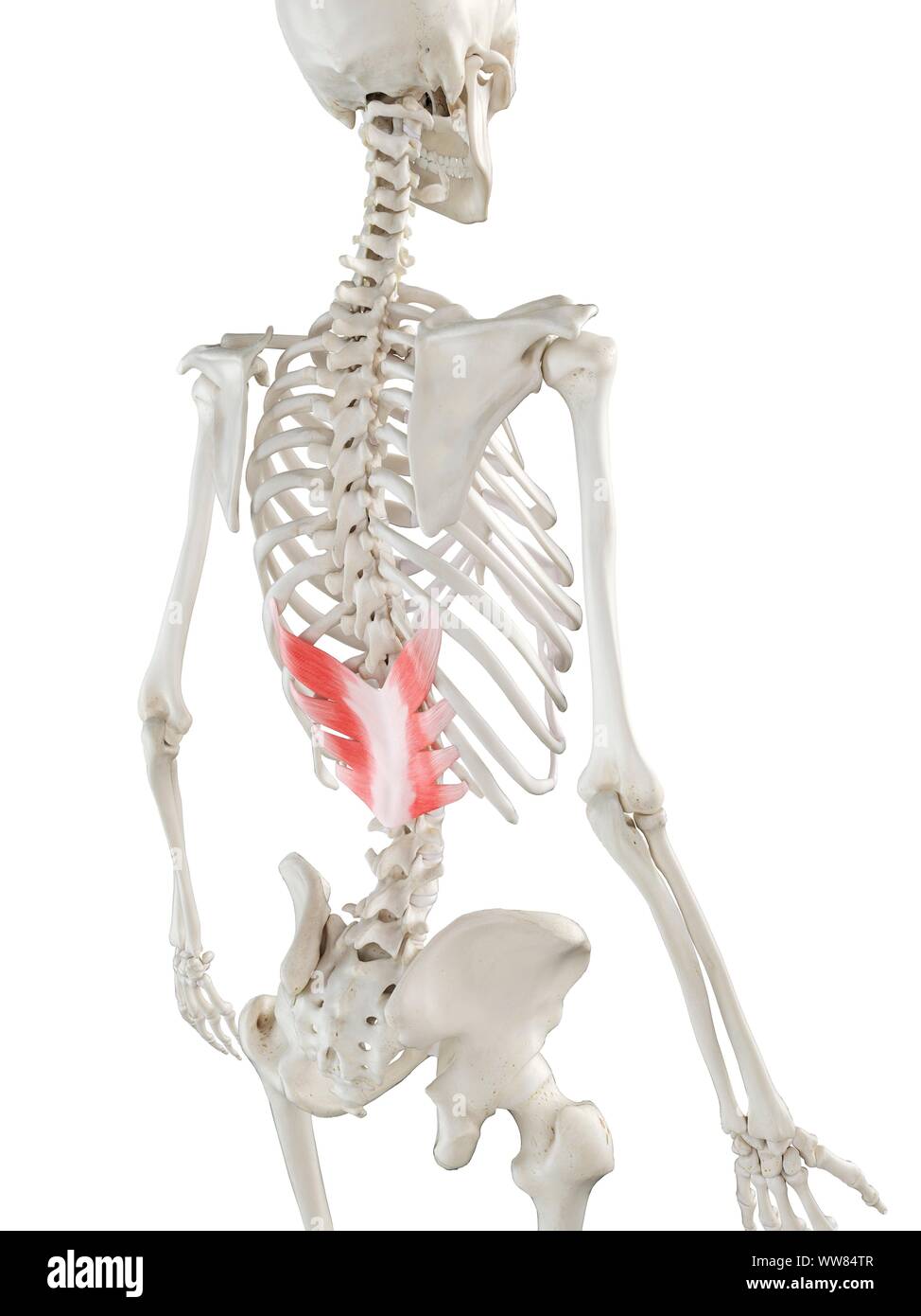 Serratus posterior inferior muscle hi-res stock photography and images ...