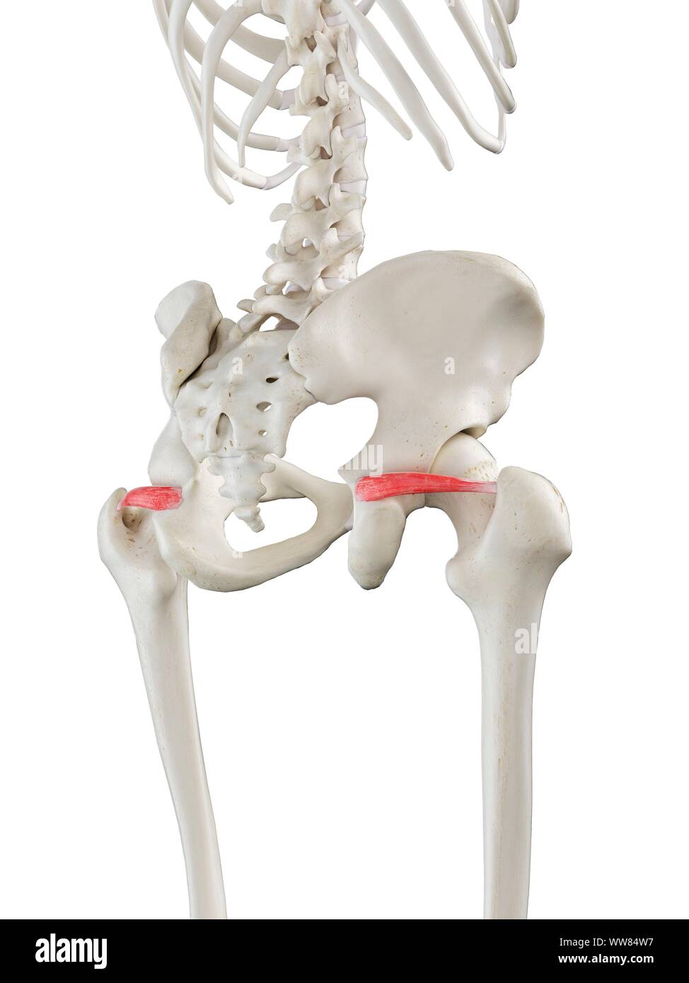 Superior gemellus hi-res stock photography and images - Alamy