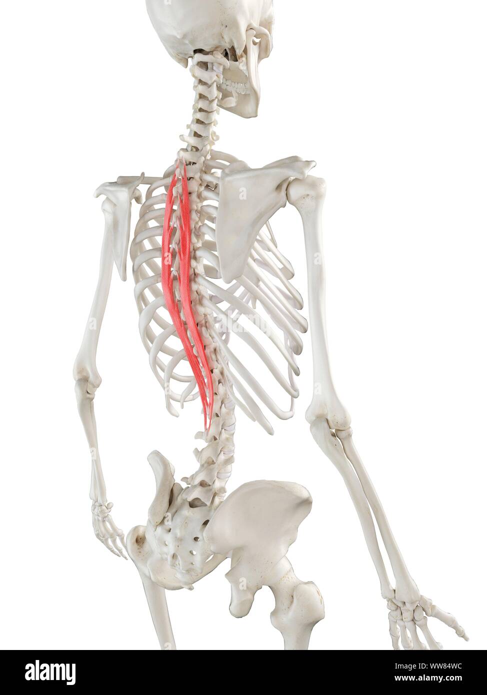 Spinalis thoracis muscle, illustration Stock Photo - Alamy