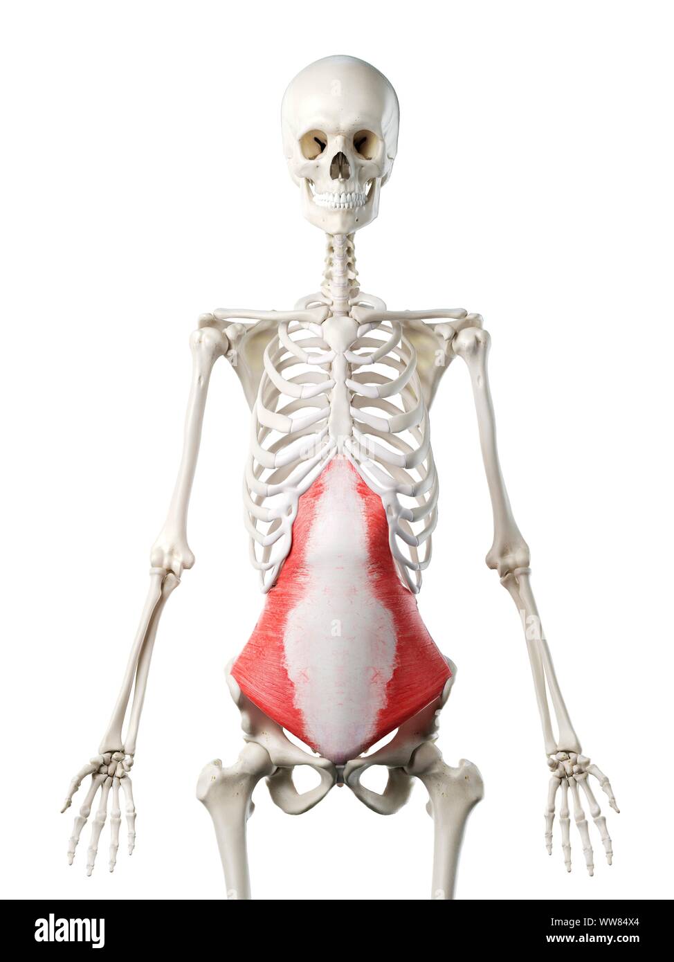 Transversus abdominis hi-res stock photography and images - Alamy