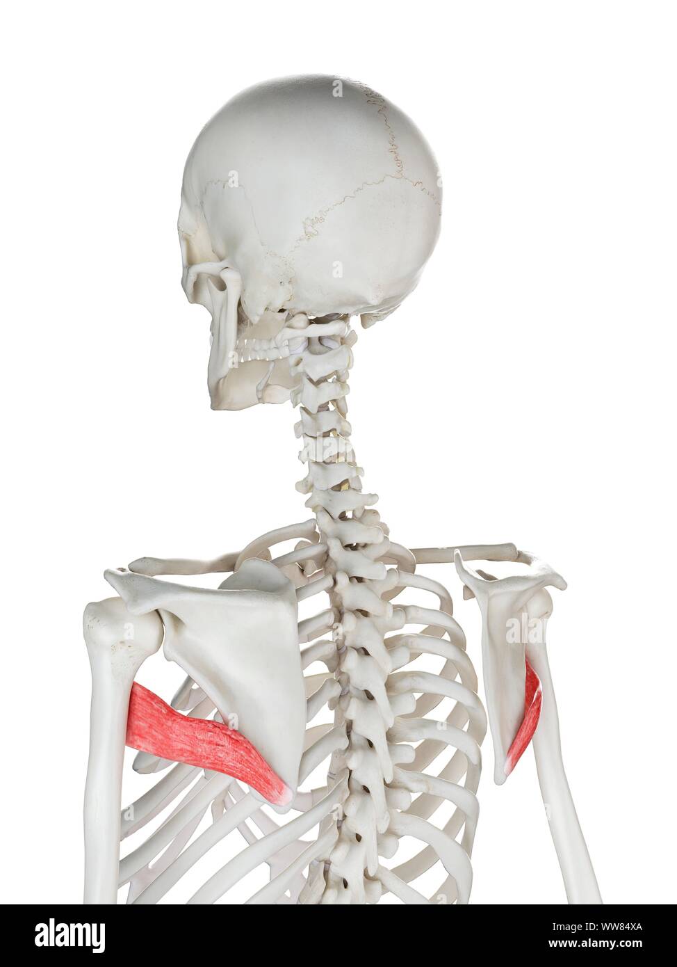 Teres major muscle hi-res stock photography and images - Alamy