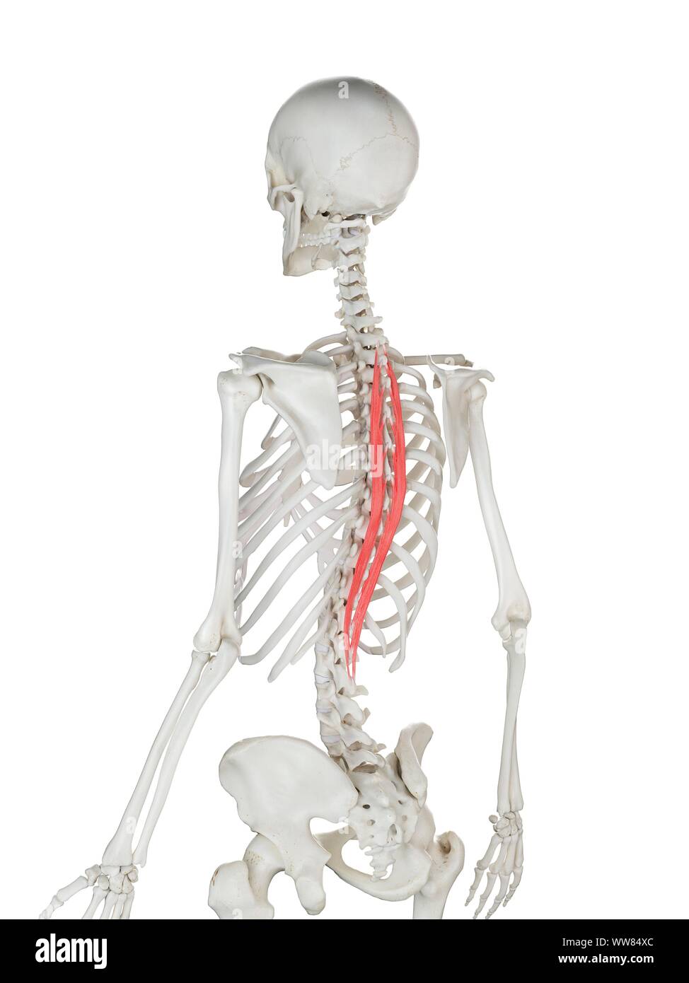 Spinalis thoracis muscle, illustration Stock Photo - Alamy