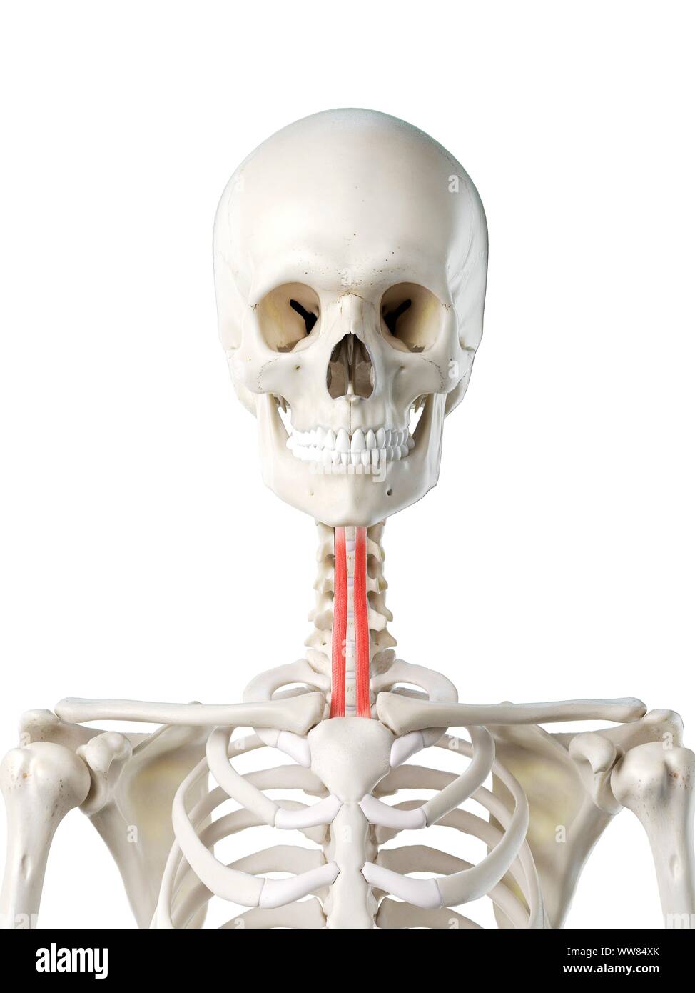 Sternohyoid High Resolution Stock Photography and Images - Alamy