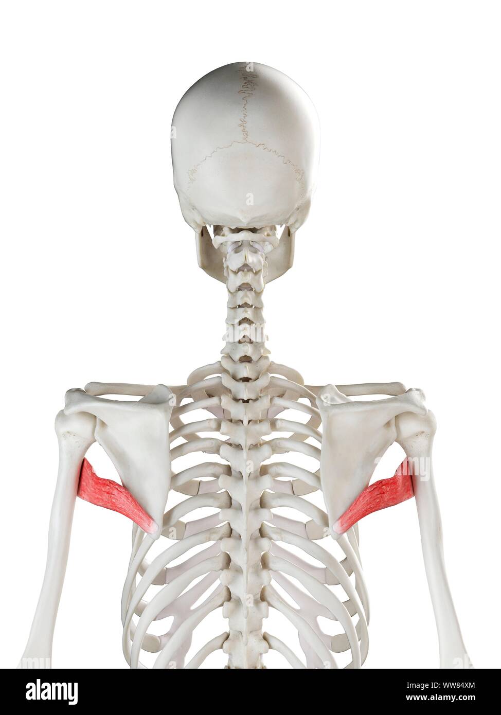 Teres major muscle hi-res stock photography and images - Alamy