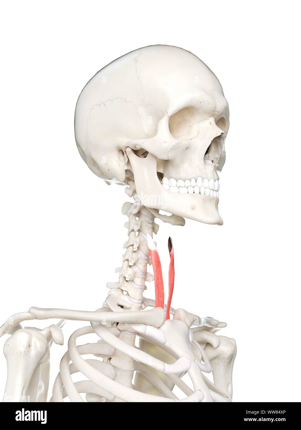 Sternothyroid muscle, illustration Stock Photo - Alamy