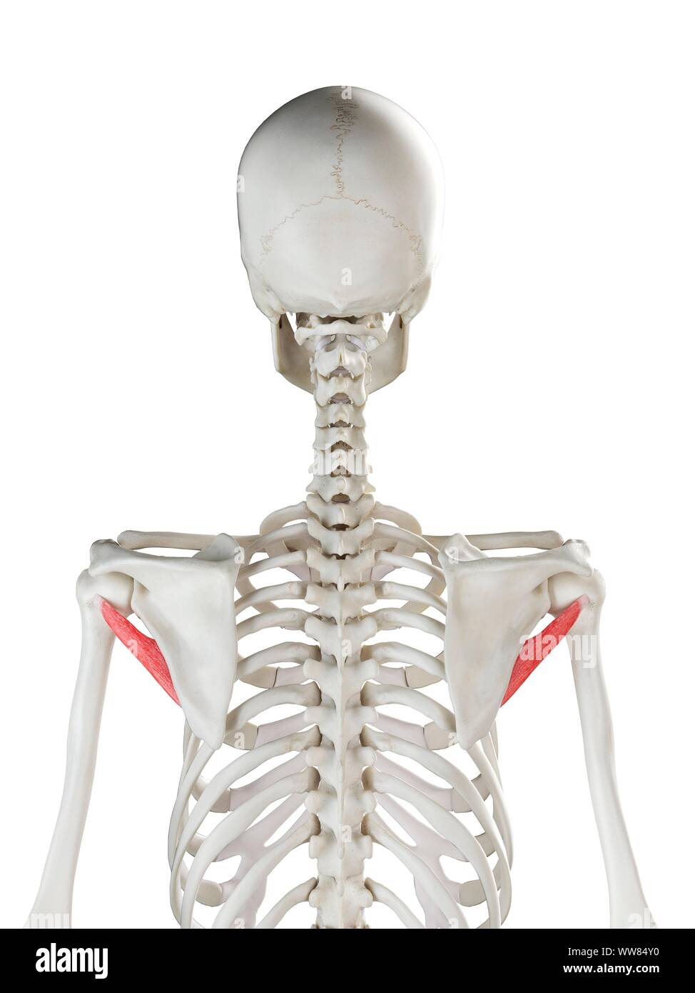 Teres minor muscle, illustration Stock Photo - Alamy