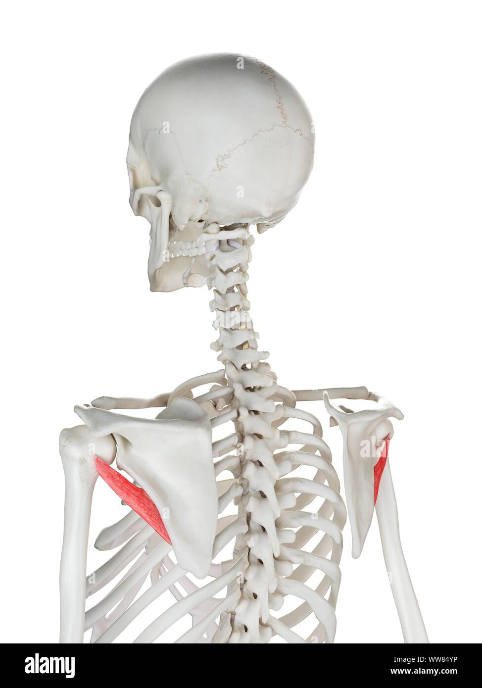 Teres minor muscle, illustration Stock Photo - Alamy