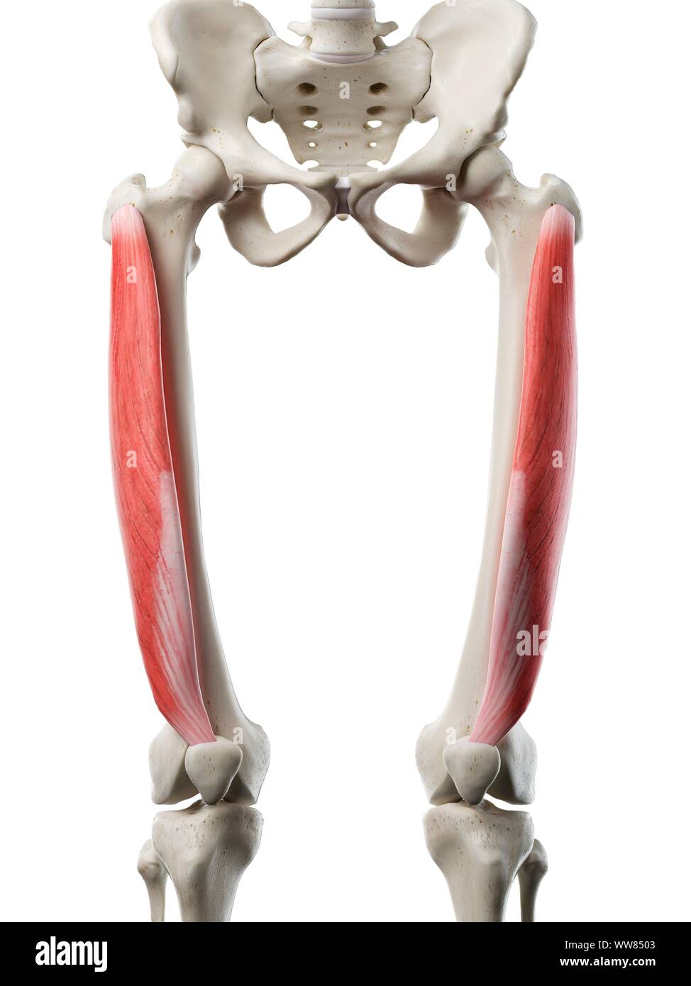 Vastus Lateralis High Resolution Stock Photography and Images - Alamy