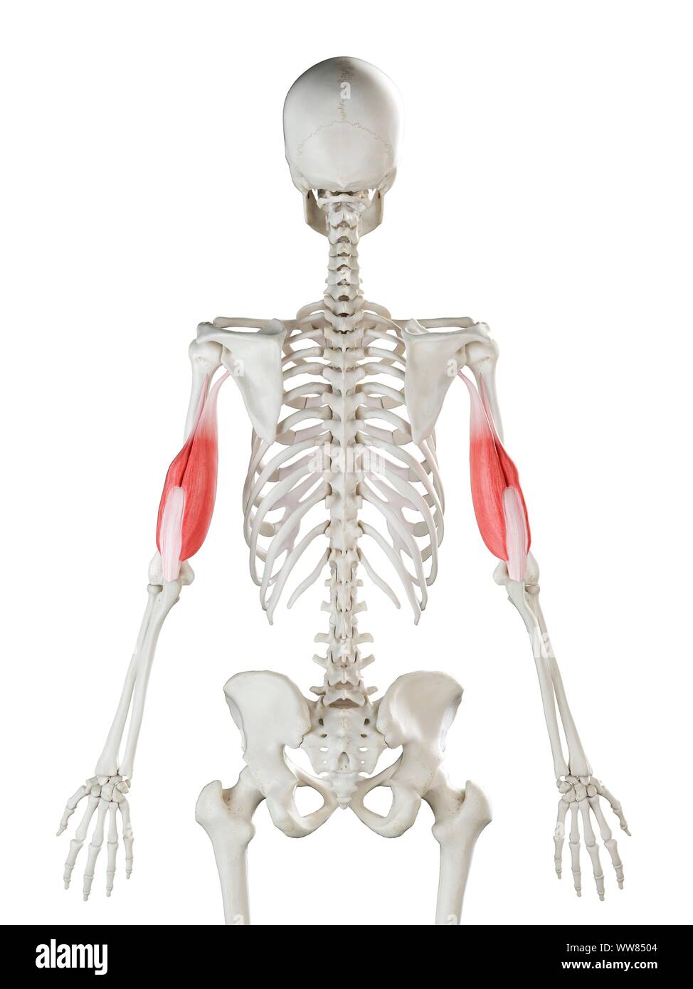 Triceps muscle, illustration Stock Photo - Alamy