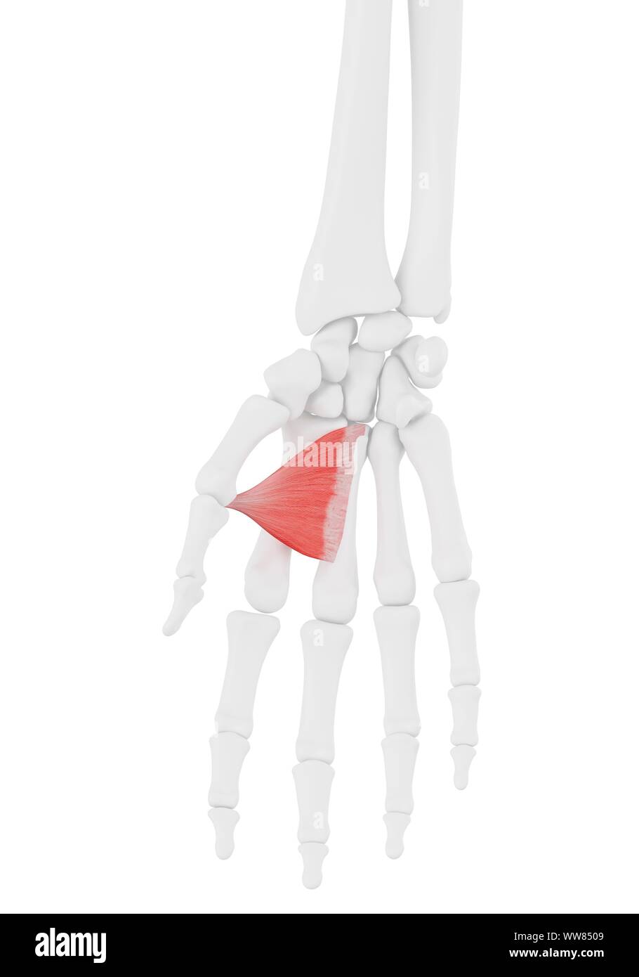 Adductor pollicis muscle, illustration Stock Photo - Alamy
