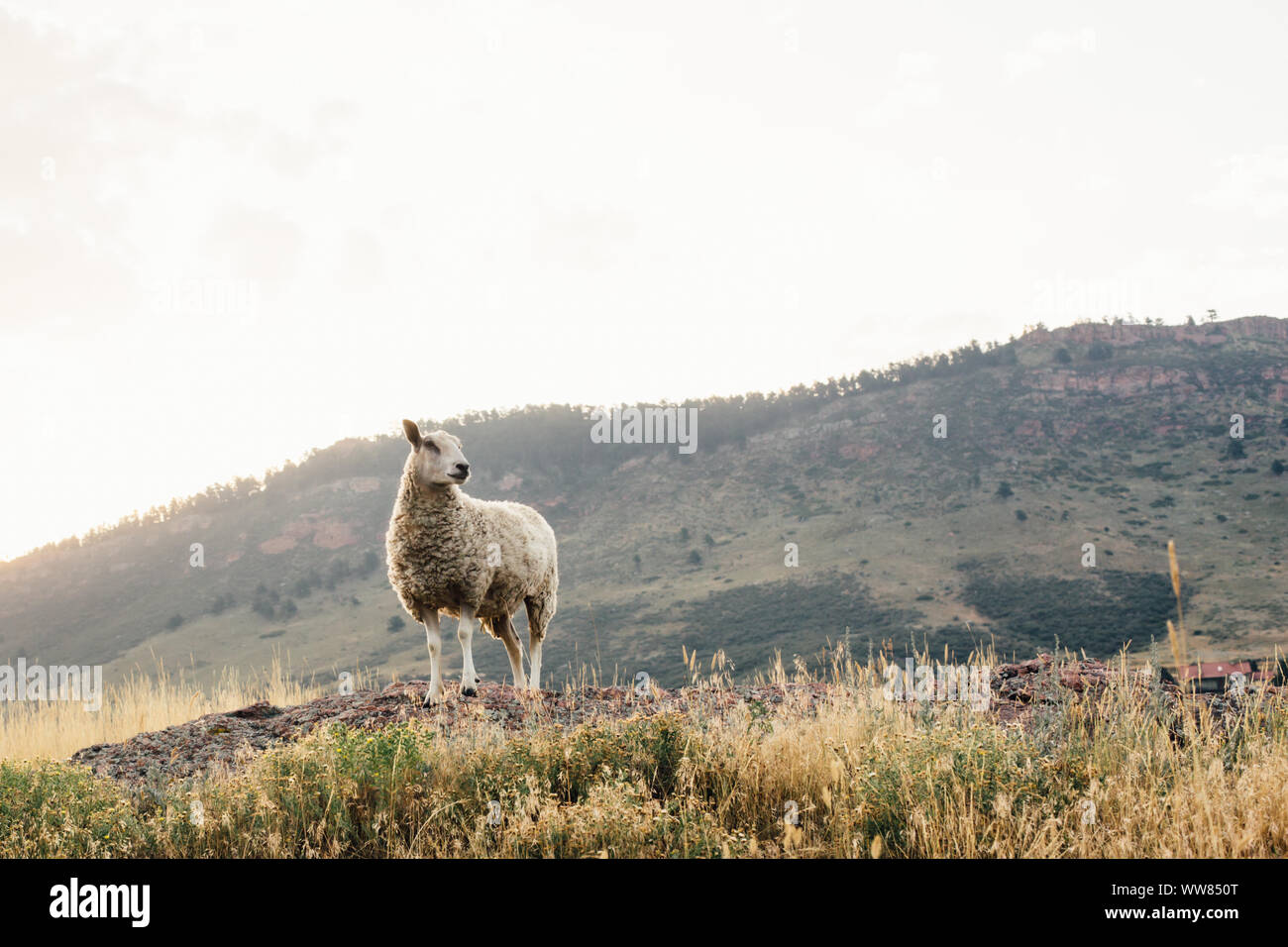 Sheep standing in field with mountains in background Stock Photo - Alamy