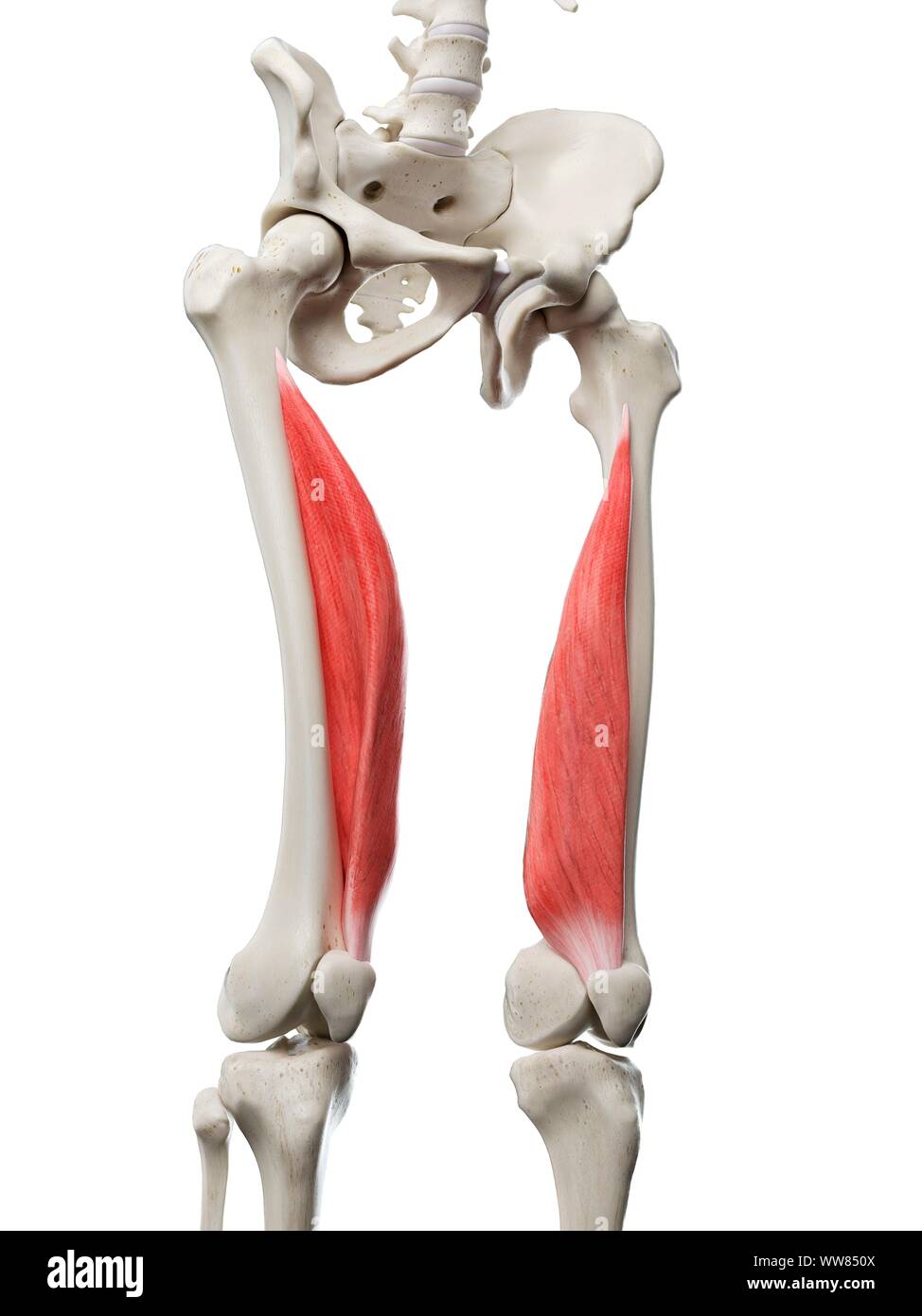 Vastus Medialis Muscle