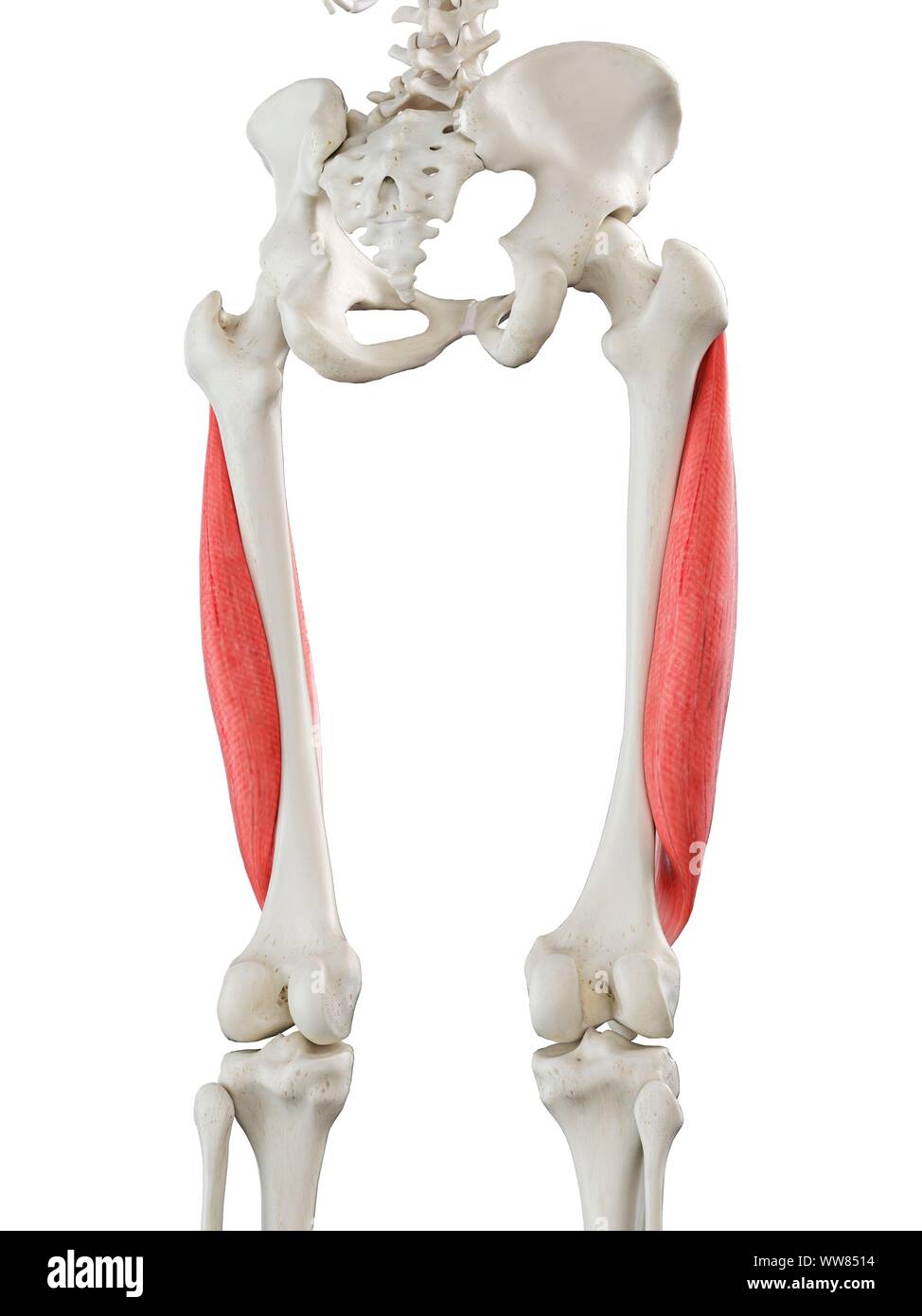 Vastus Lateralis Muscle High Resolution Stock Photography and Images ...