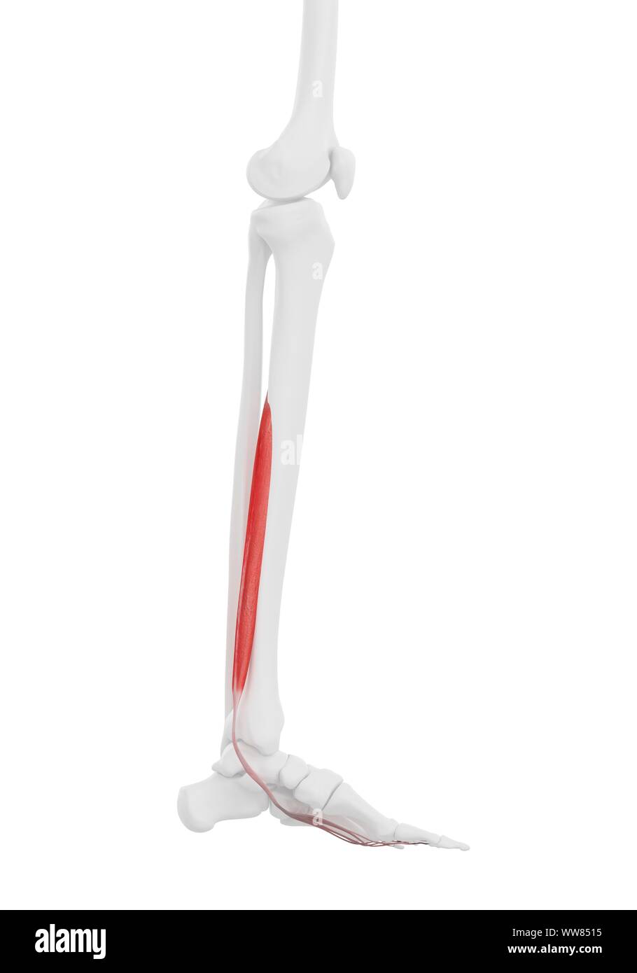 Digitorum longus muscle, illustration Stock Photo - Alamy