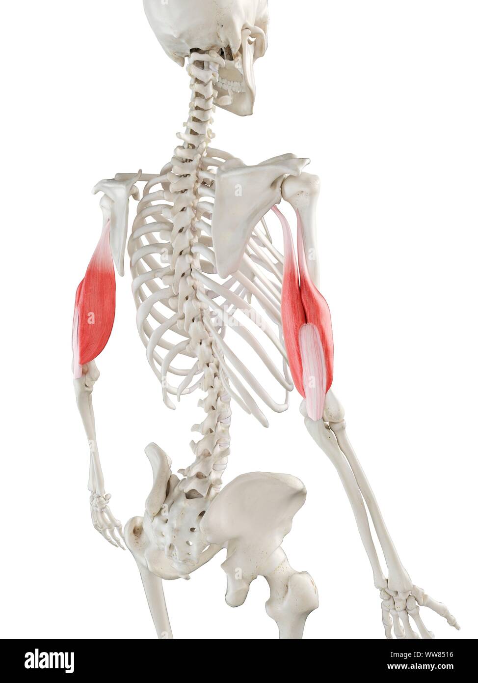 Triceps muscle, illustration Stock Photo - Alamy