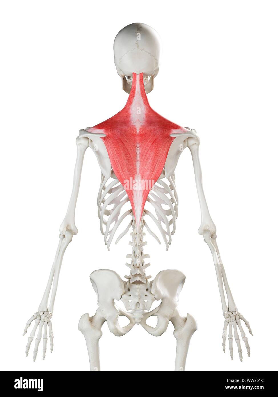 Trapezius muscle, illustration Stock Photo - Alamy