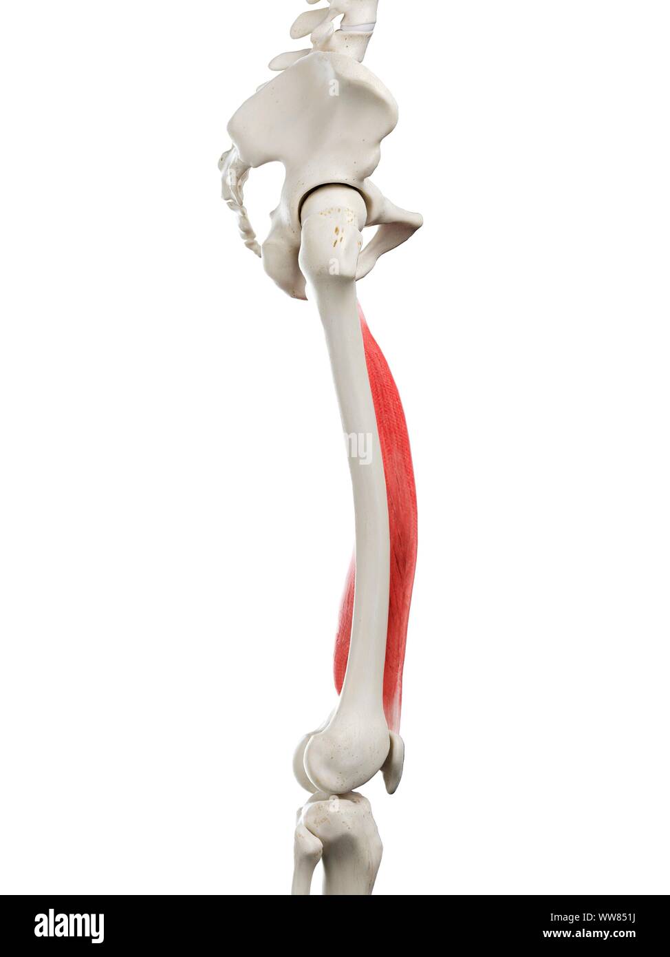 Vastus medialis muscle, illustration Stock Photo - Alamy