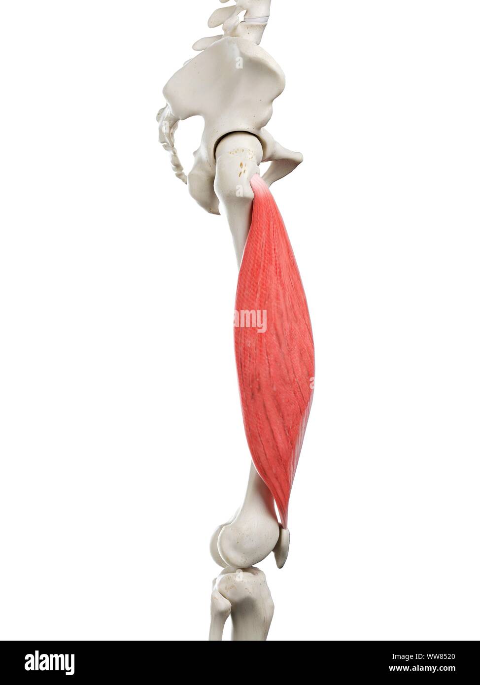 Vastus Lateralis High Resolution Stock Photography and Images - Alamy